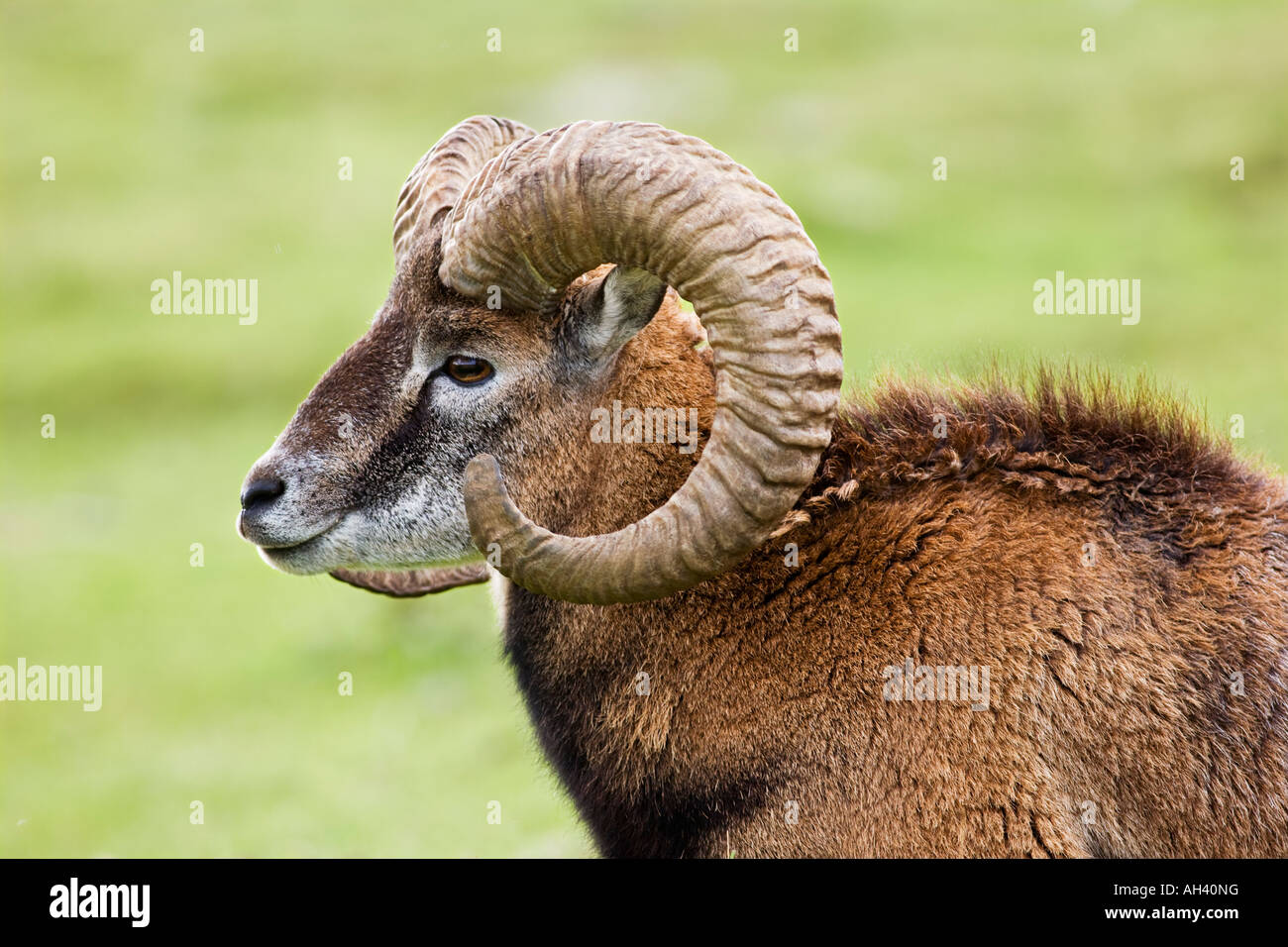 Close up portrait of Mouflon Ovis musimon Stock Photo - Alamy
