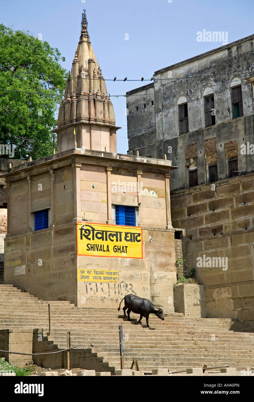 Buffalo descending the stairs. Shivala Ghat. Ganges river. Varanasi ...