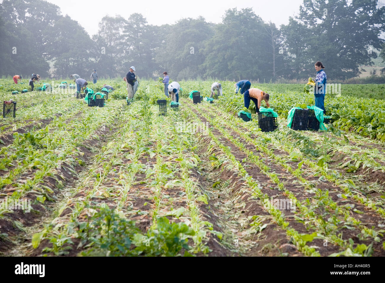 Farm workers harvesting crop and packing into black plastic crates ...