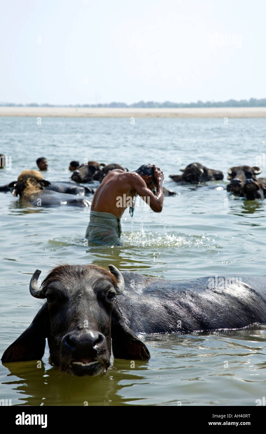 Water Pollution By Animals Bathing