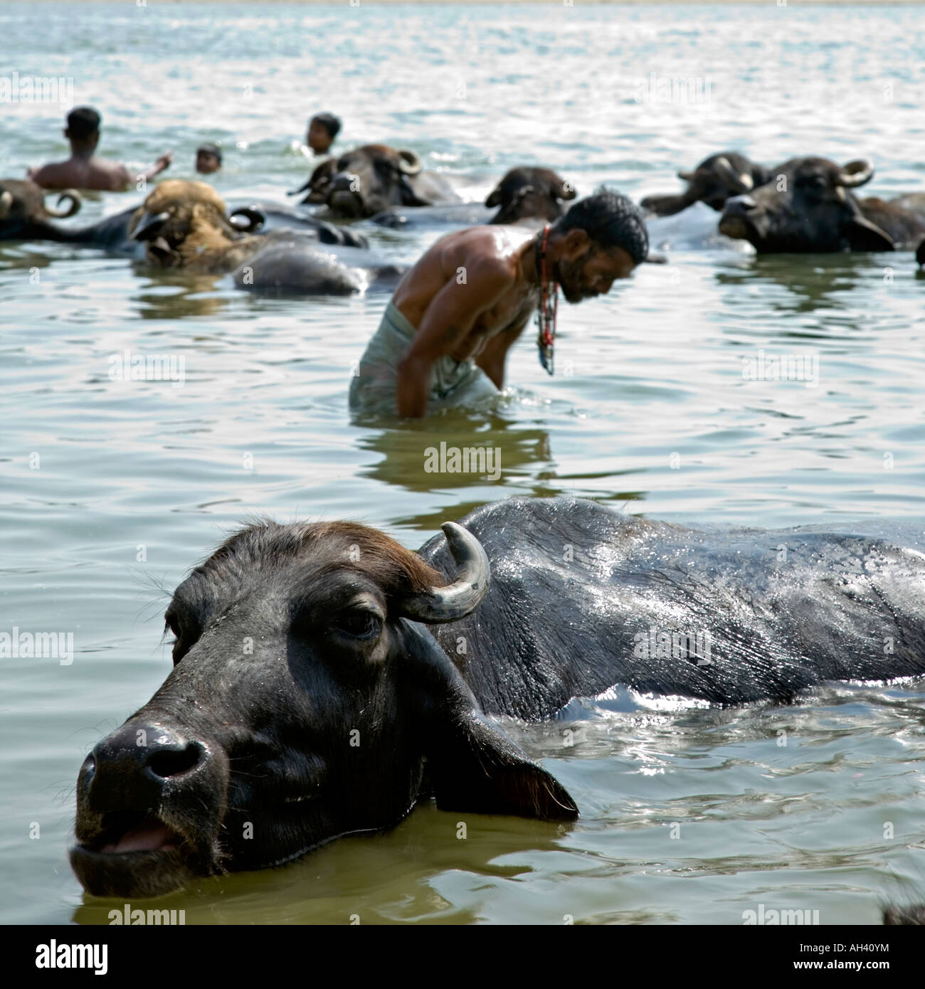 People and buffaloes bathing in the river. Shivala Ghat. Ganges river ...