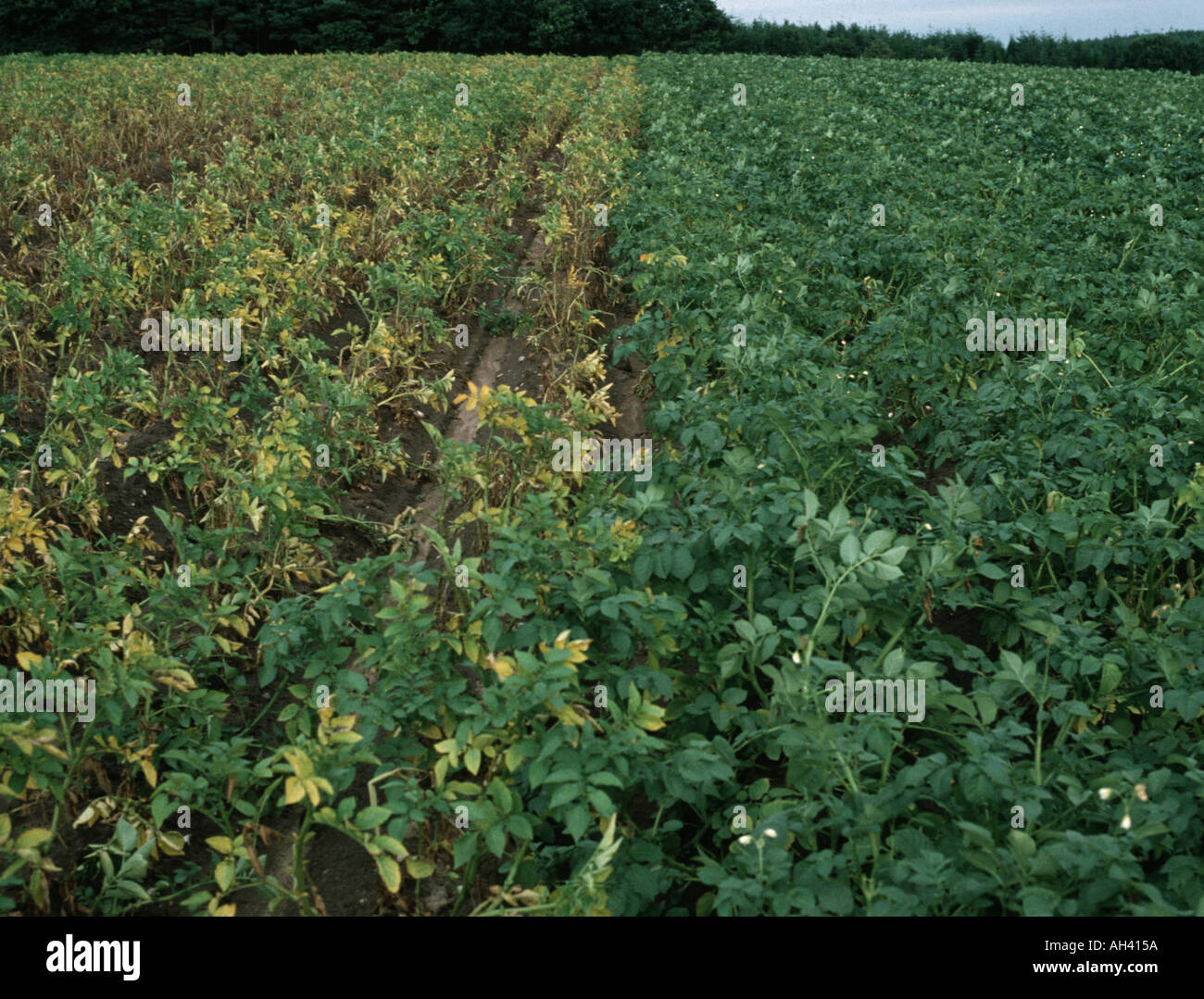 Two varieties of potatoes one resistant the other susceptible to golden ...
