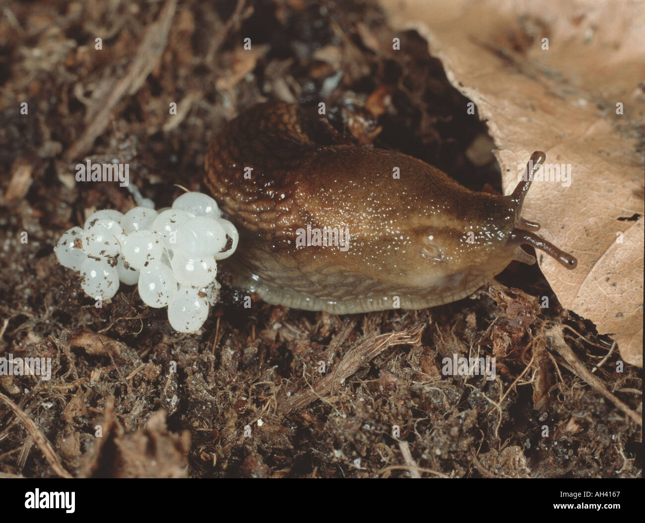 Air breathing land slug Arion species with a batch of white newly laid ...
