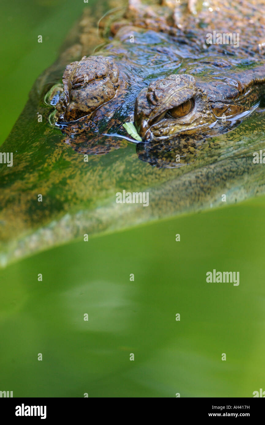 Freshwater crocodilies hi-res stock photography and images - Alamy
