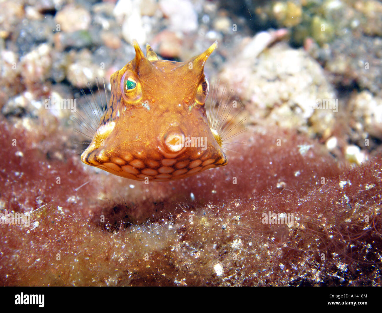 Cowfish hi-res stock photography and images - Alamy