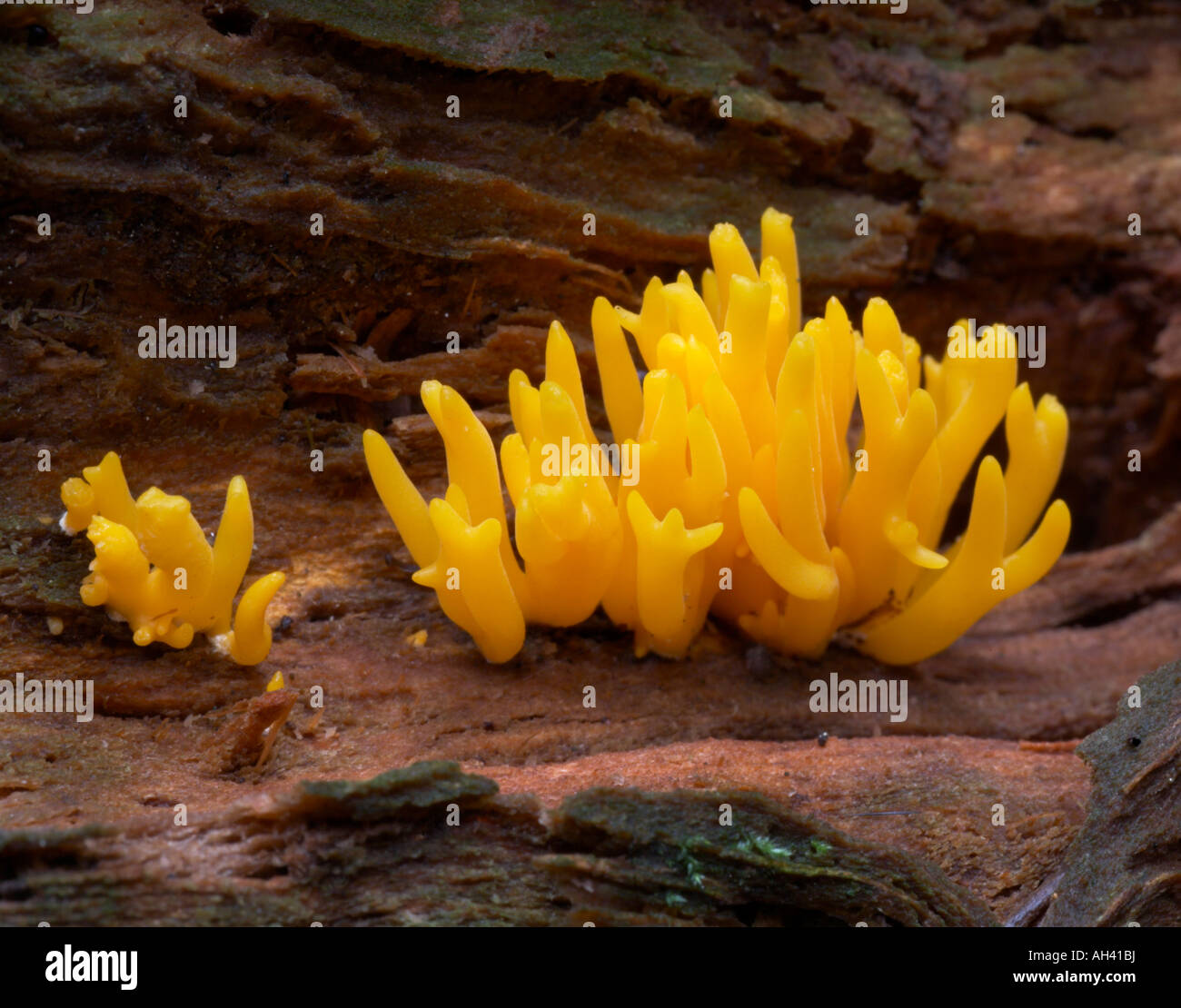 Yellow stagshorn calocera viscosa jelly antler calocera viscosa hi-res ...