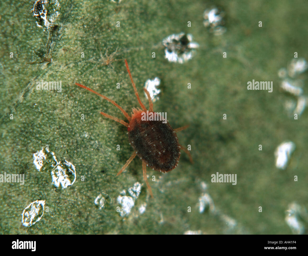 Herderaceae hi-res stock photography and images - Alamy