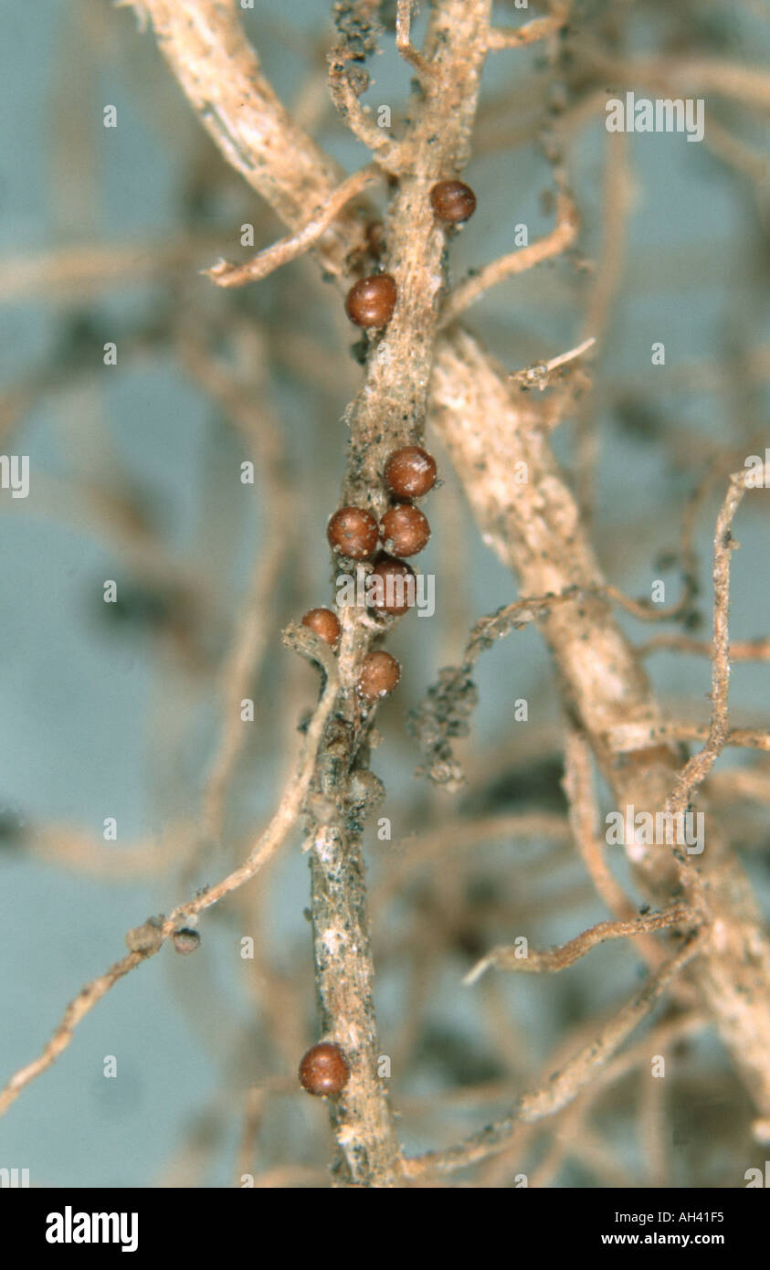 Nematodes on potato hi-res stock photography and images - Alamy