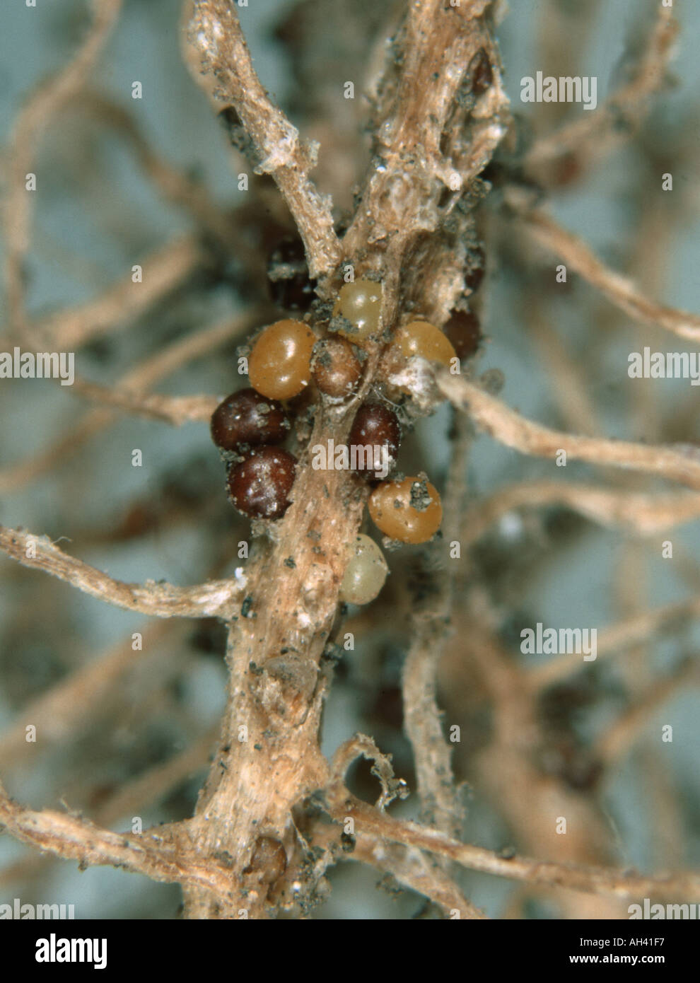 Old cysts of golden potato cyst nematode Globodera rostochiensis on ...