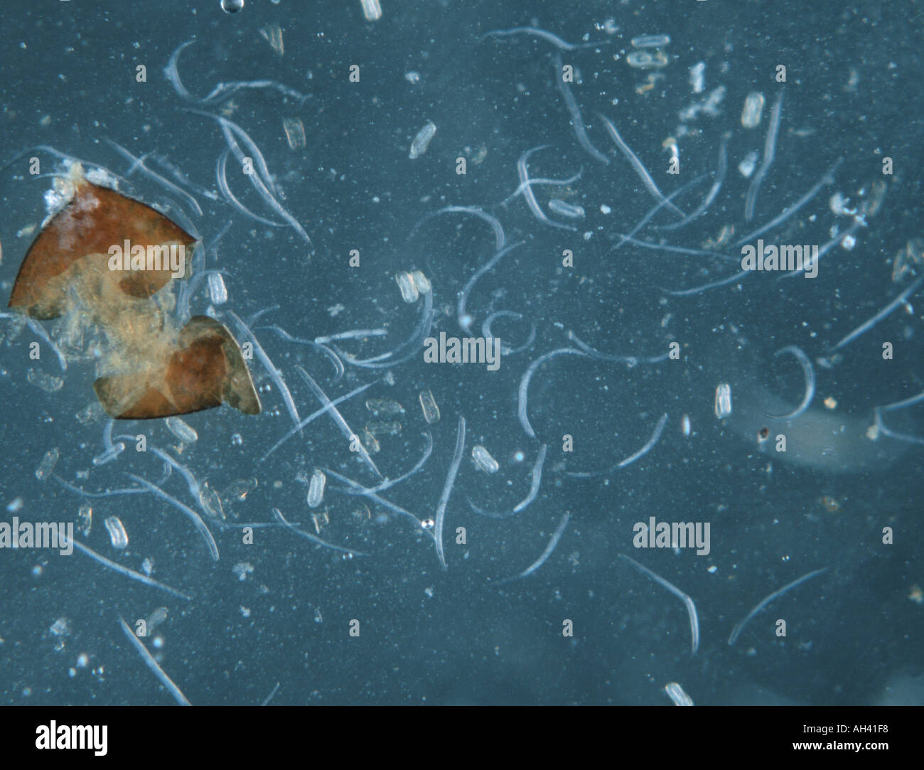 A cyst of golden potato cyst nematode Globodera rostochiensis split ...