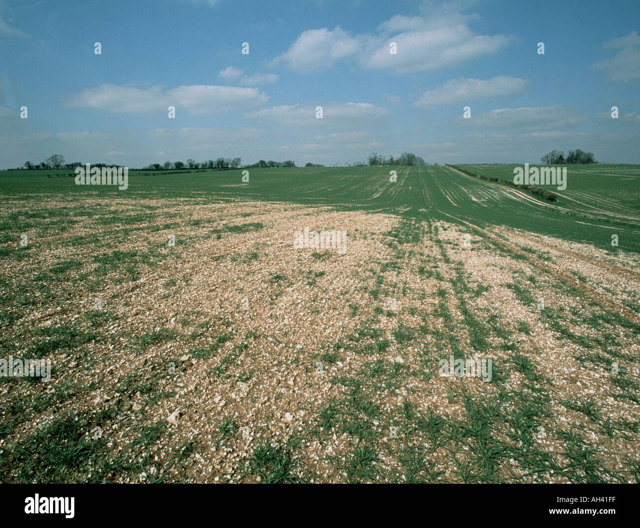 Winter wheat crop in spring severely grazed and damaged by slugs ...