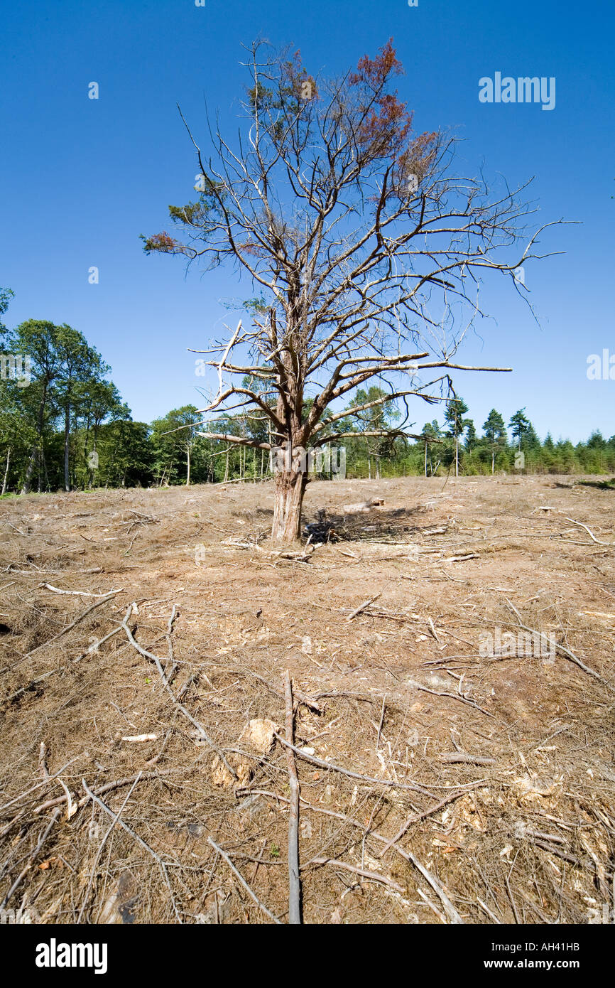 Lone dead tree in New Forest tree clearing for fire break Stock Photo ...