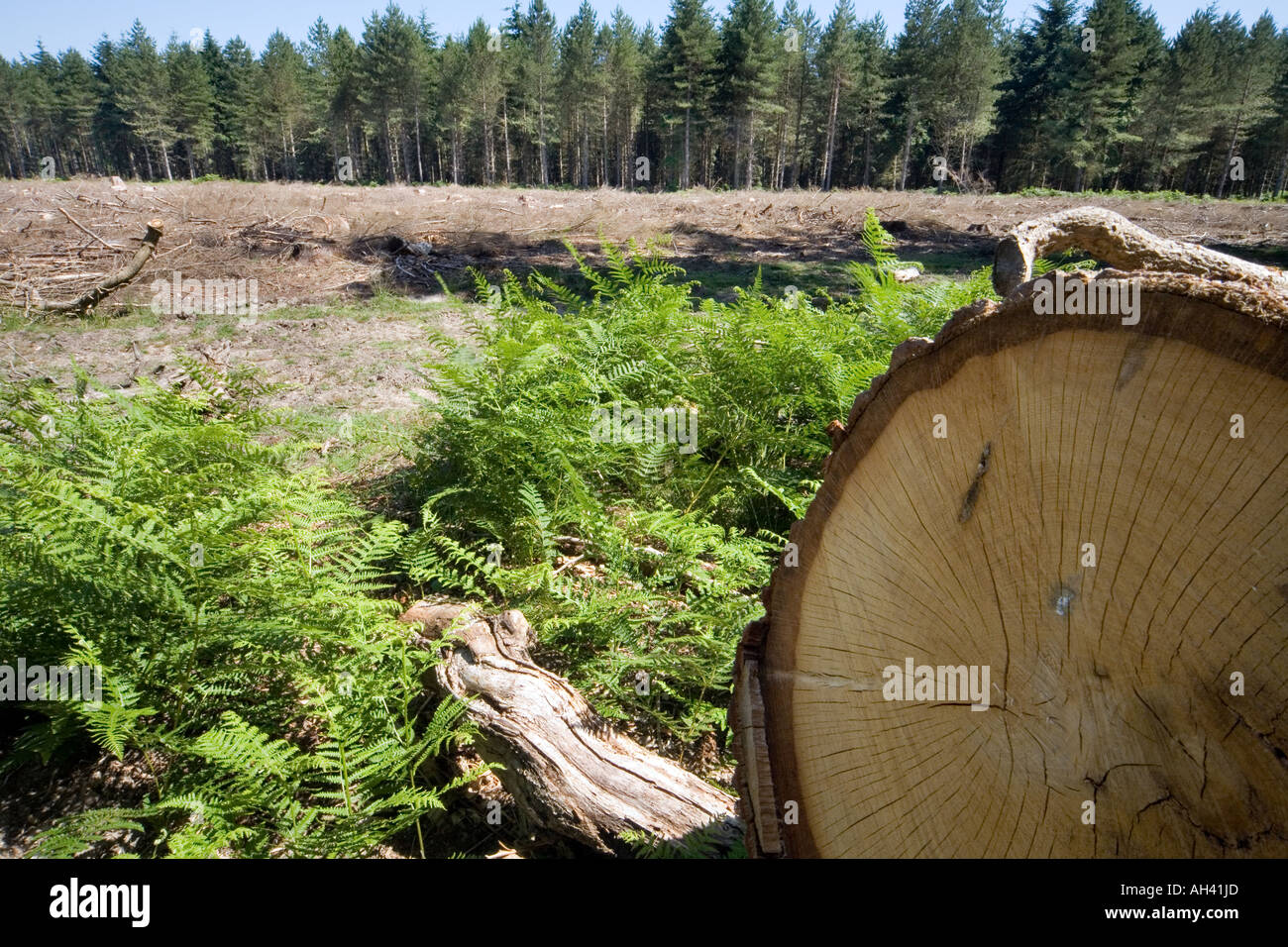 Forest Management in New Forest tree clearing for fire break Stock ...