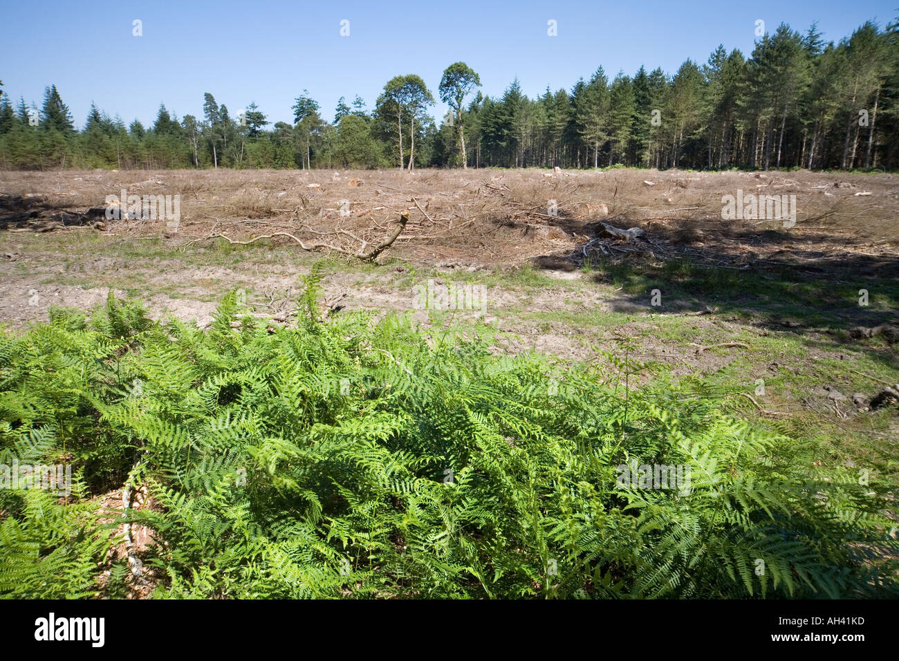 Forest Management in New Forest tree clearing for fire break Stock ...
