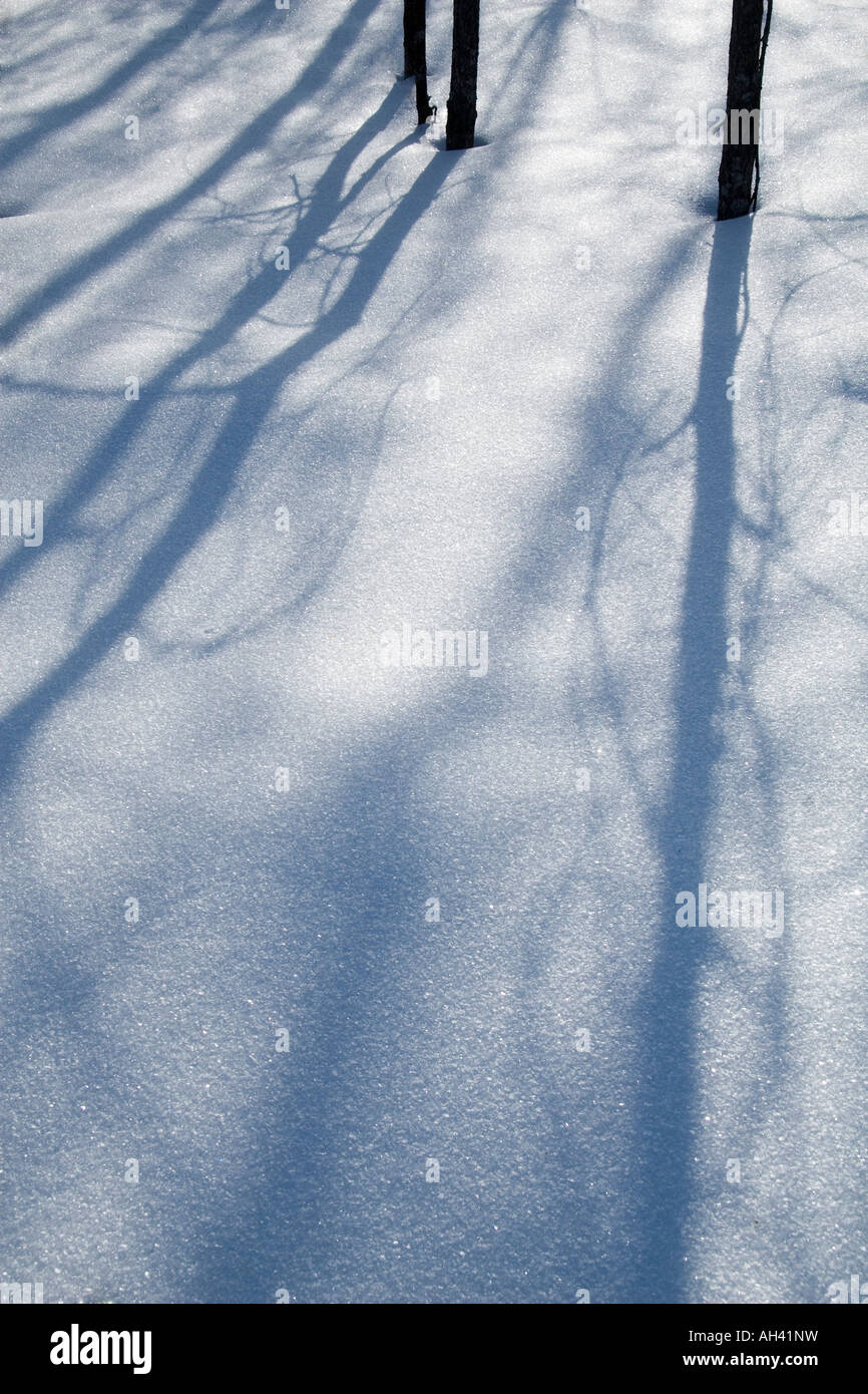 Winter shadows in woodland Stock Photo - Alamy