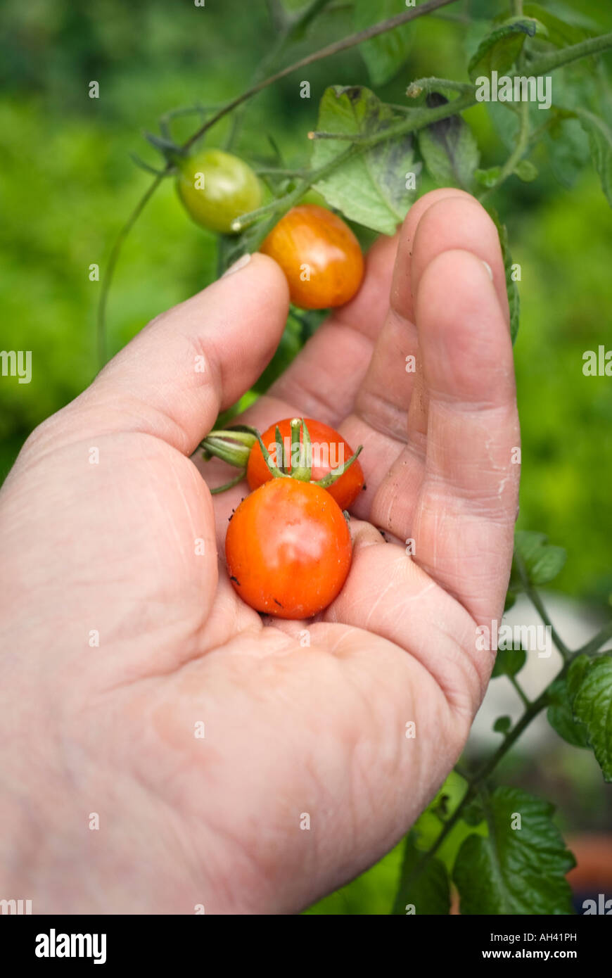 organic baby tomatoes Stock Photo - Alamy