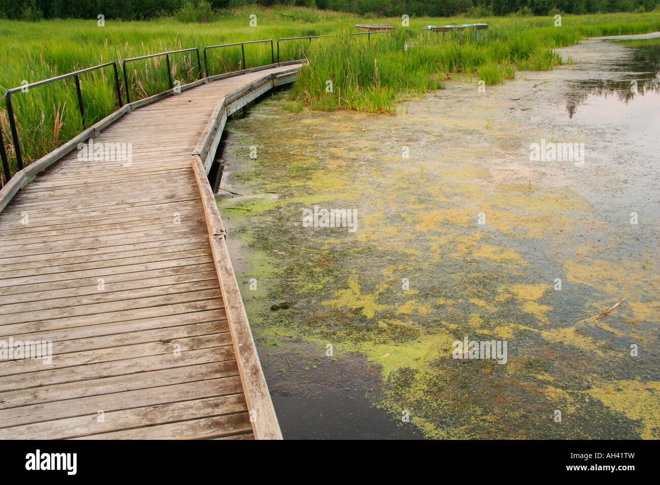 Astotin Lake boardwalk Stock Photo - Alamy