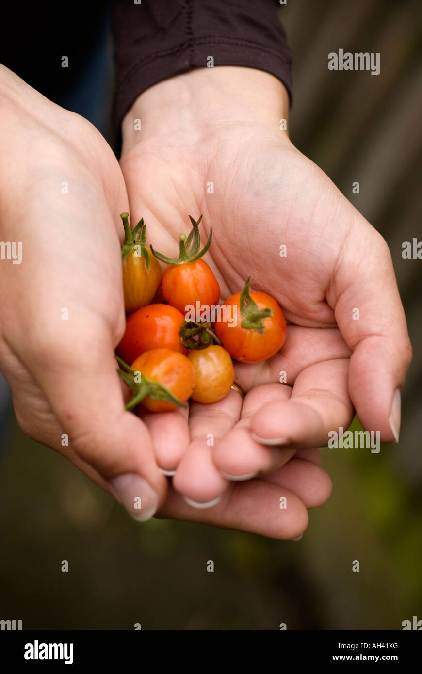 homegrown organic baby tomatoes Stock Photo - Alamy