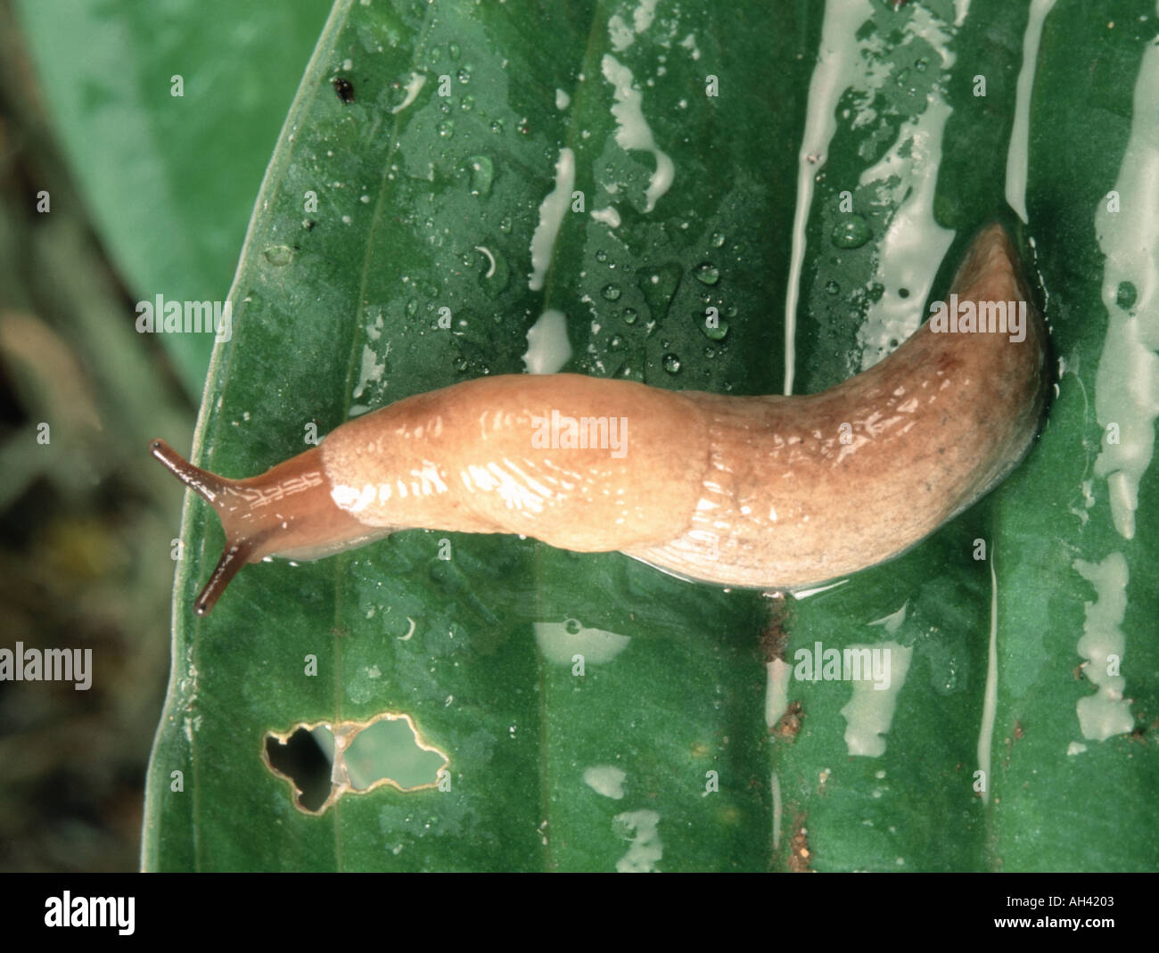 Grey field slug Deroceras reticulatum on a wet hosta leaf with some ...