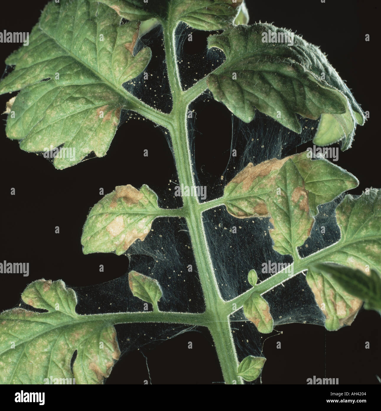 String or webbing of two spotted spider mites Tetranychus urticae on ...