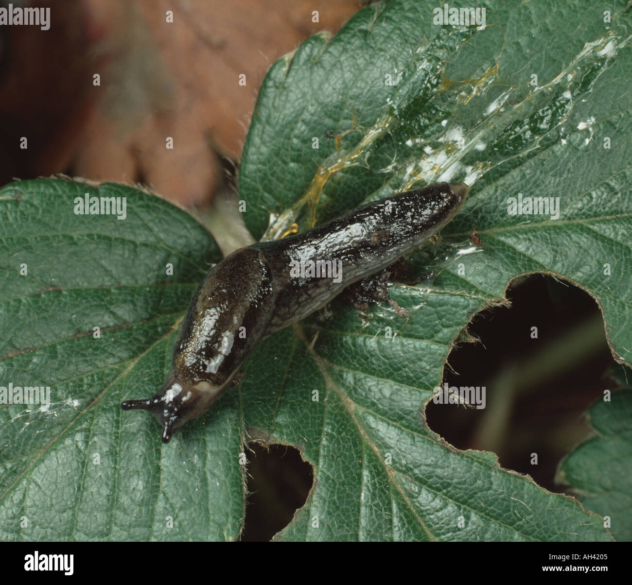 Slug pest damage garden hi-res stock photography and images - Alamy
