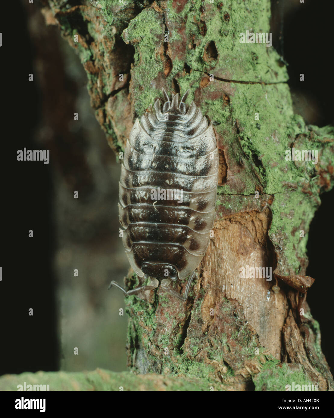 A common woodlouse, Oniscus asellus, on an old piece of wood Stock ...