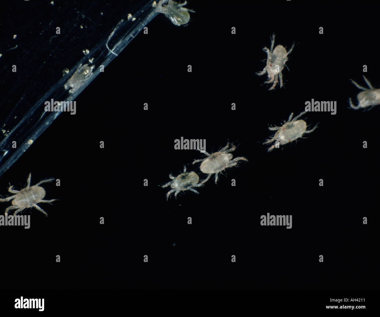 Adult two spotted spider mites Tetranychus urticae walking across ...