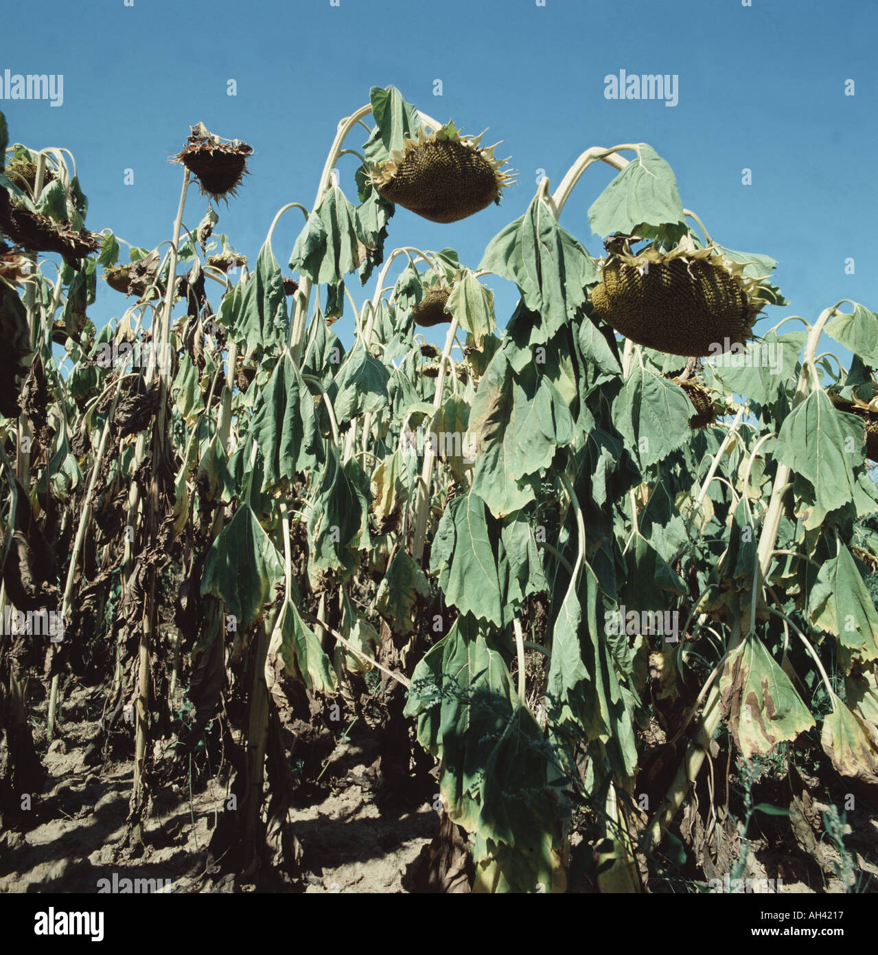 Drooping sunflower hi-res stock photography and images - Alamy