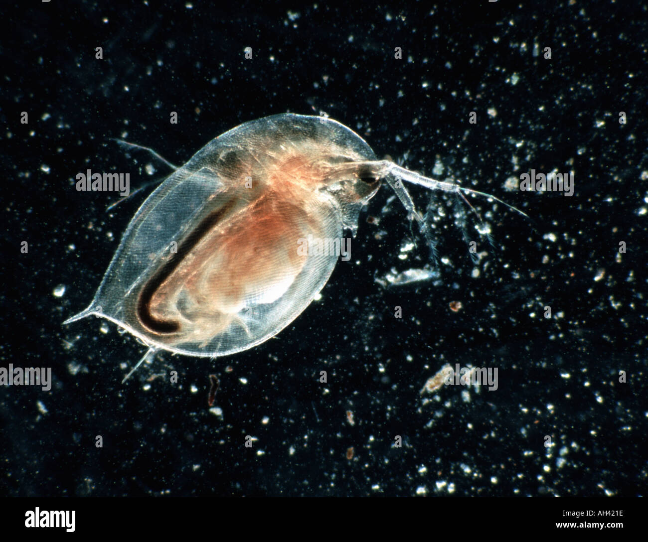 Daphnia Magna Size