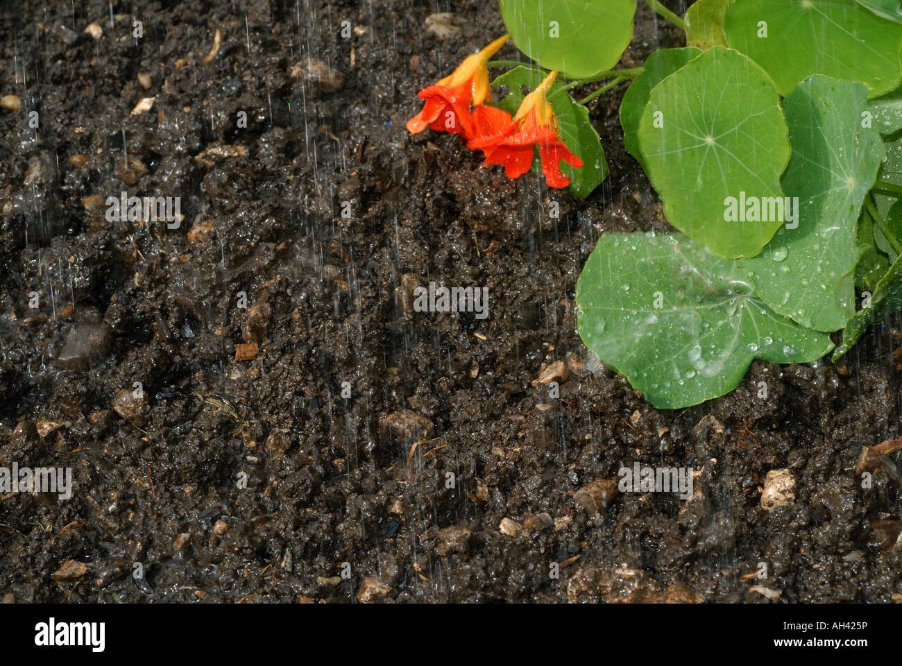 Rain falling on garden soil with water droplets on a nasturtium leaf ...