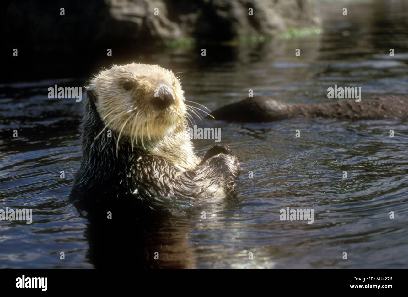Water floating surface oregon coast hi-res stock photography and images ...