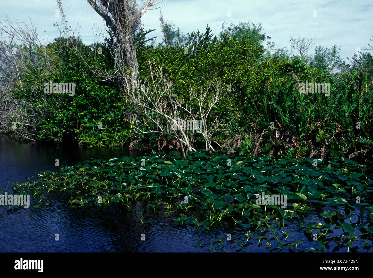 aquatic plants, plant life, vegetation, Everglades, Coopertown, Florida ...