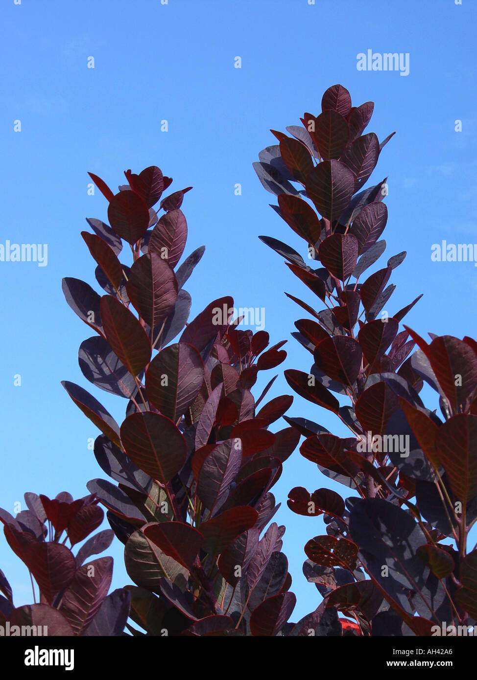 Cotinus coggygria Royal Purple against Blue sky Garden purple foliage ...