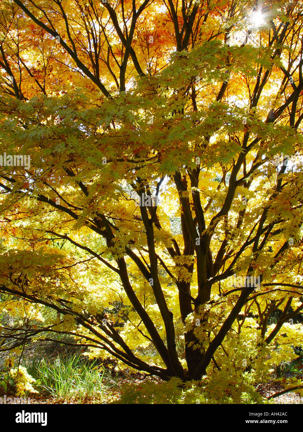 Acer Palmatum Senkaki High Resolution Stock Photography and Images - Alamy