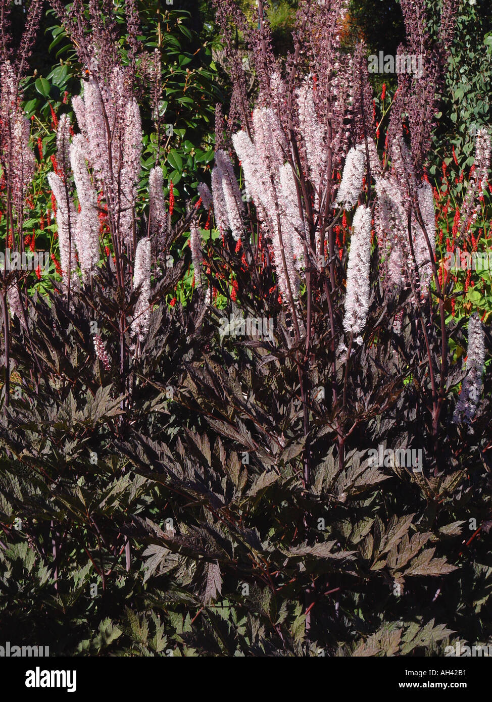 Actaea simplex James Compton Garden herbaceous perennial in border ...