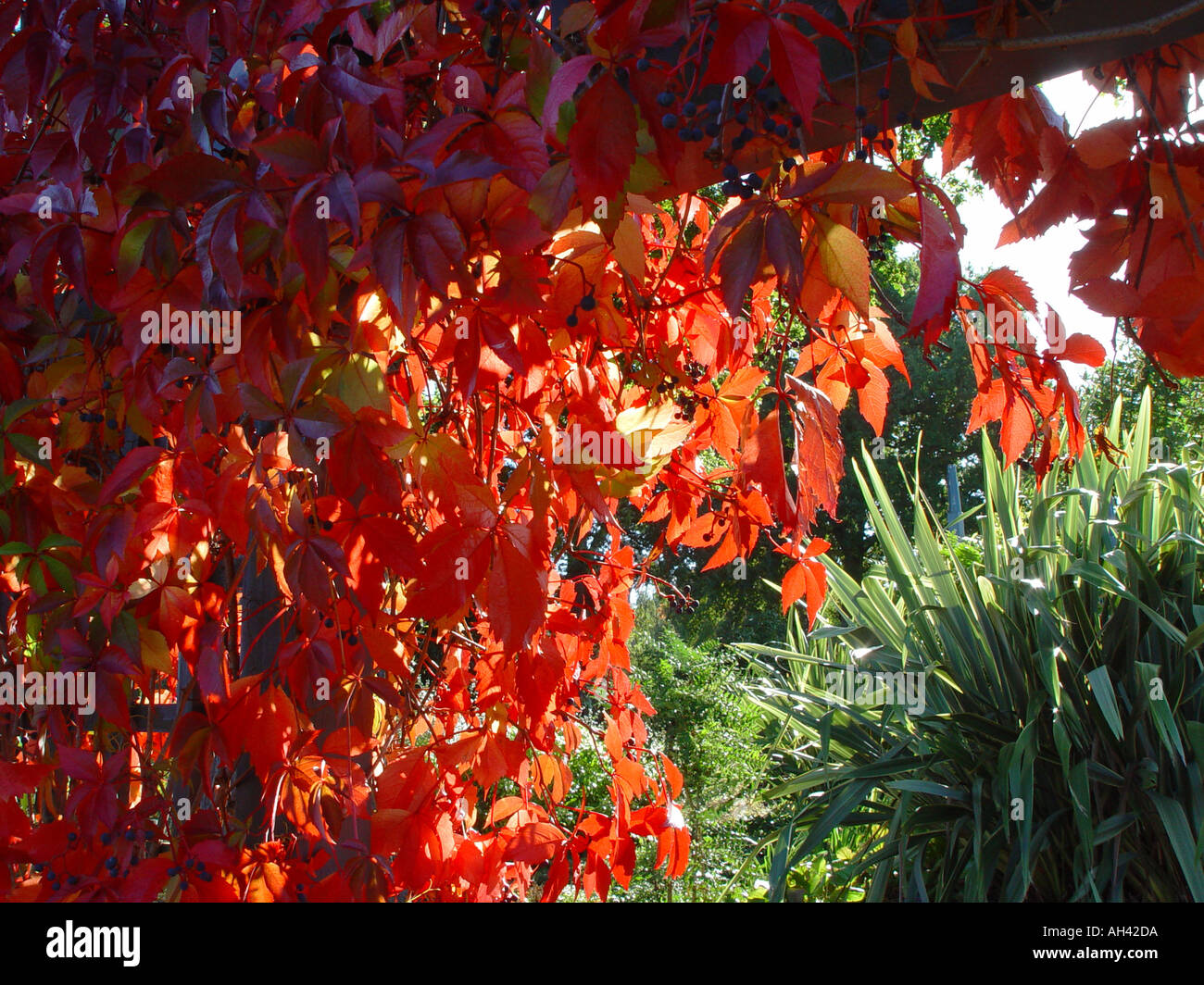 Parthenocissus quinquefolia over trellis archway pergola Virginian ...