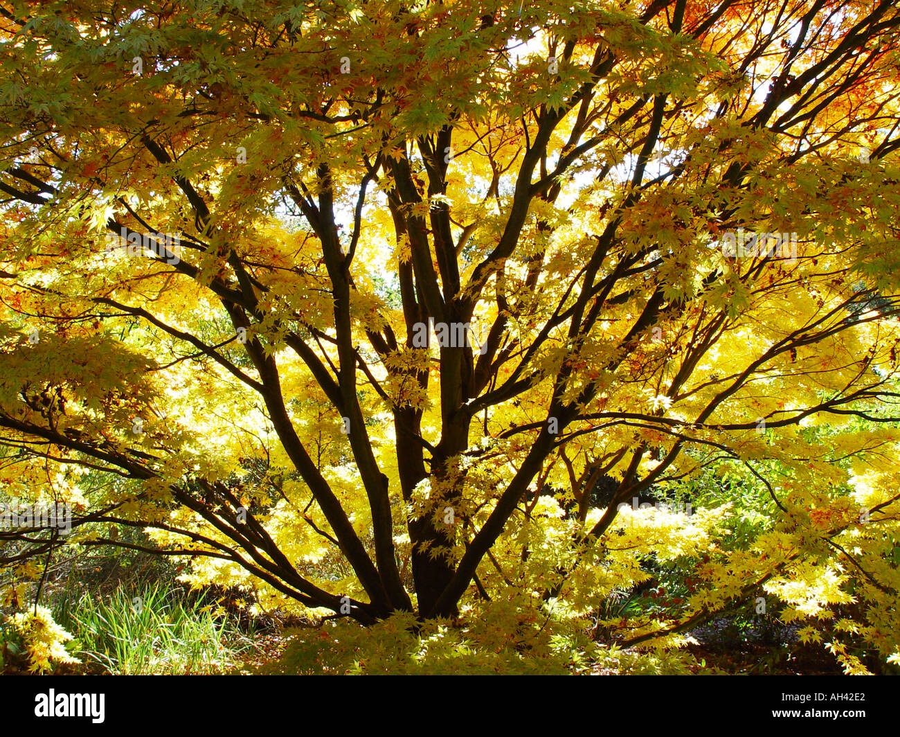 Acer palmatum senkaki hi-res stock photography and images - Alamy