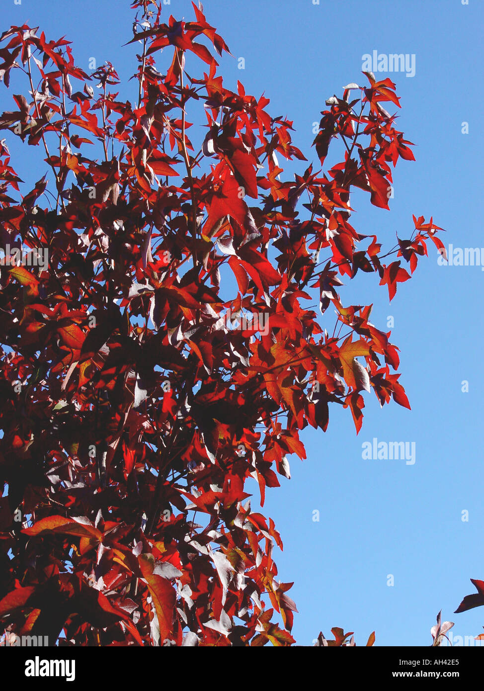 Bronze foliage hi-res stock photography and images - Alamy