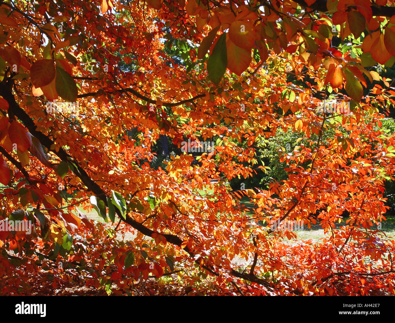 Nyssa sylvatica Wisley Bonfire Autumn effect foliage Stock Photo - Alamy