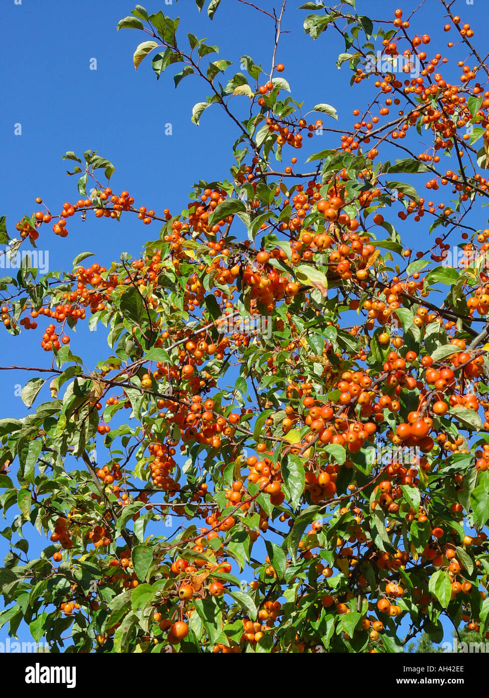 Malus x zumi Professor Sprenger Ornamental crab apple Stock Photo - Alamy