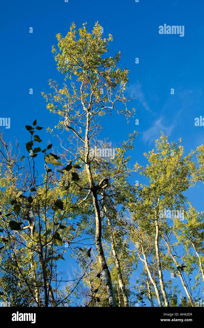 Tall forest trees reach sky hi-res stock photography and images - Alamy