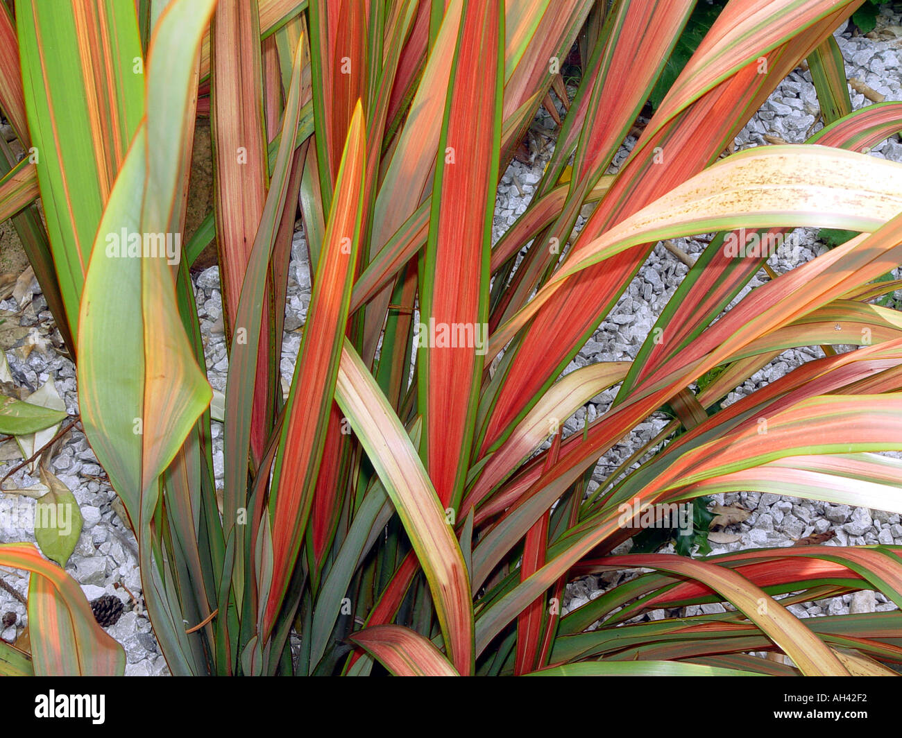 Phormium Jester New Zealand Flax Hardy garden shrub with bright ...