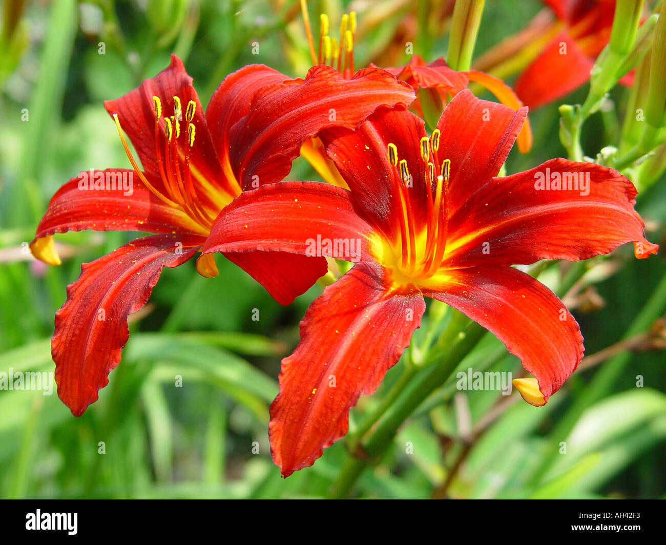 Hemerocallis Orange rust Garden herbaceous perennial in border Stock ...