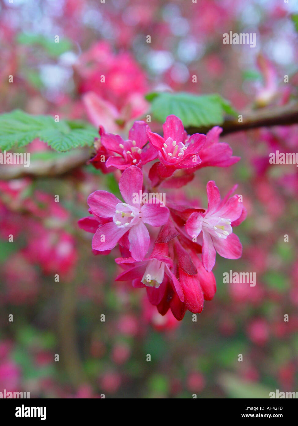 Pulborough scarlet hi-res stock photography and images - Alamy