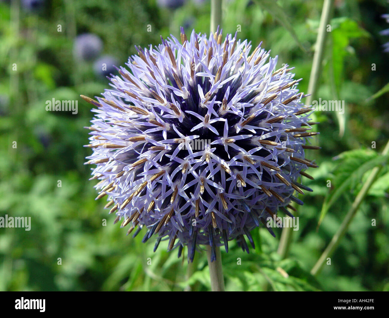 Echinops bannaticus Garden herbaceous border perennial Stock Photo - Alamy