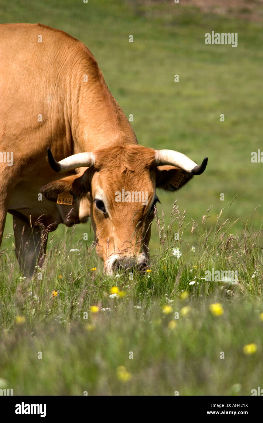 Cow in the meadow Stock Photo - Alamy