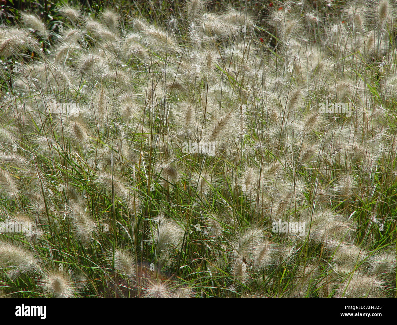 Ornamental squirrel hi-res stock photography and images - Alamy