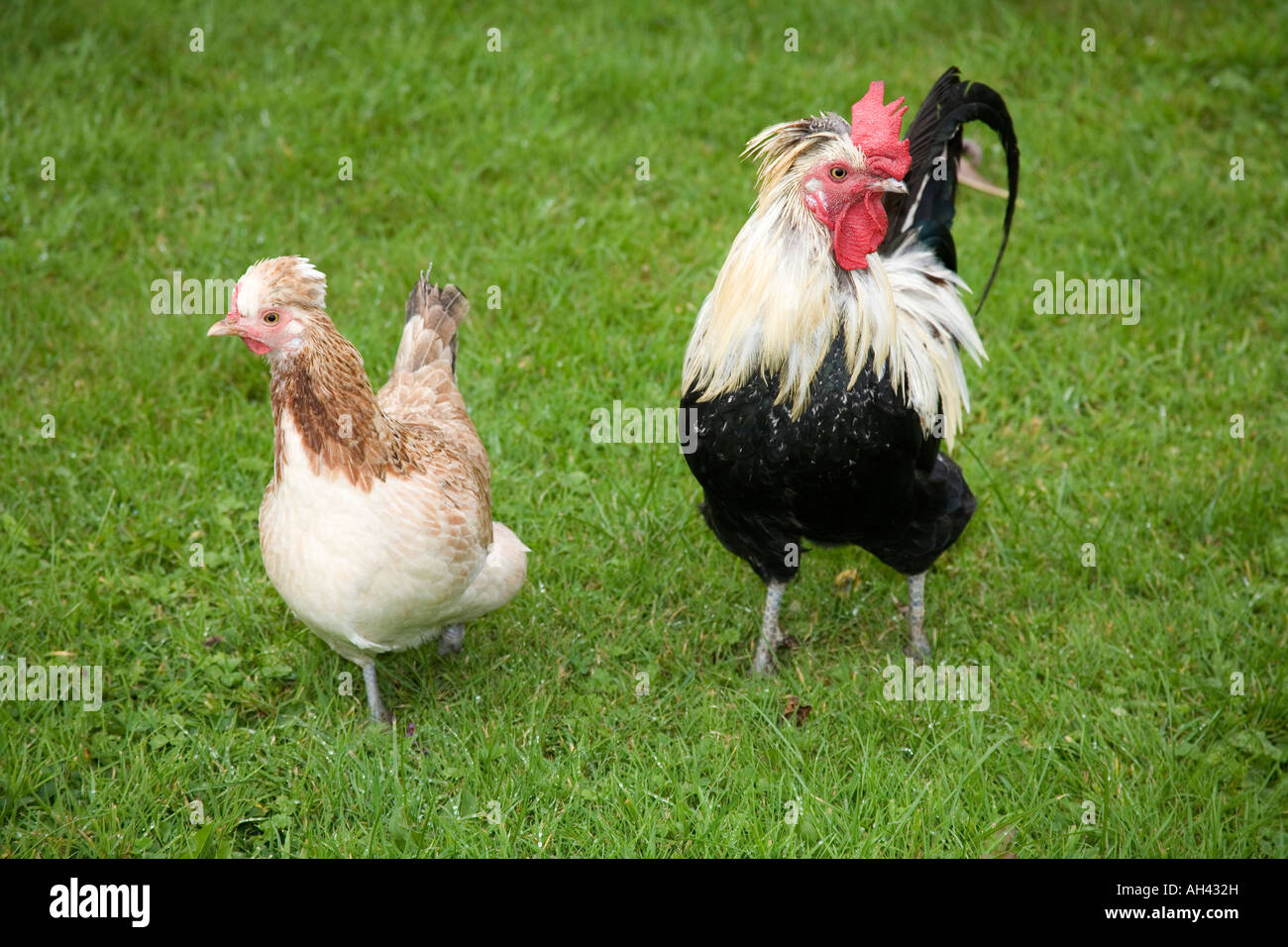 Free-range rooster or Cockerel and a hen, Hampshire, England Stock ...