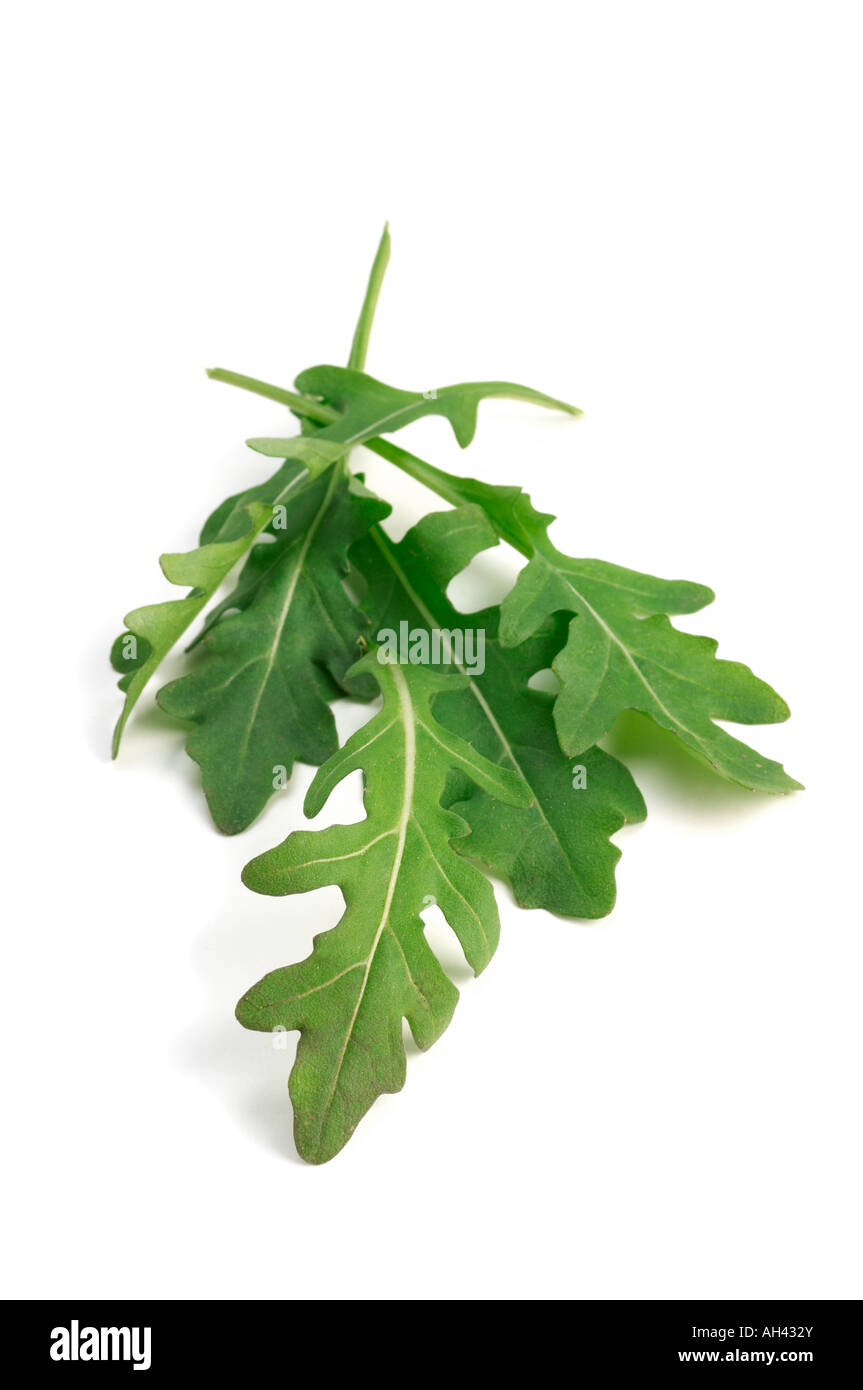 Wild Rocket leaves Stock Photo - Alamy