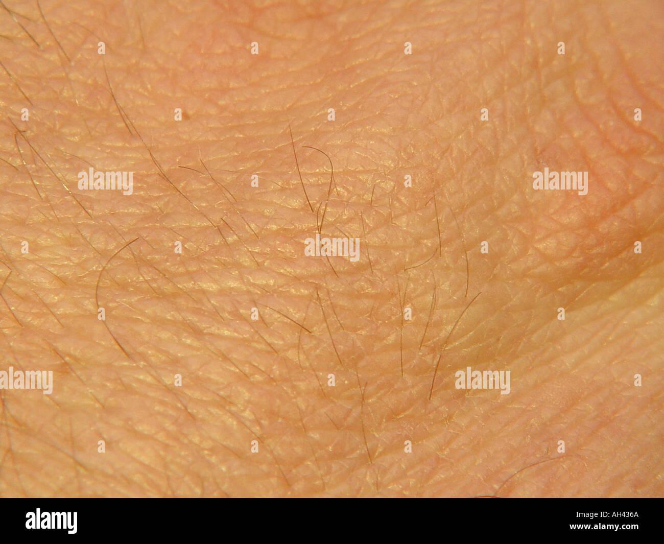 Skin ageing cells hi-res stock photography and images - Alamy